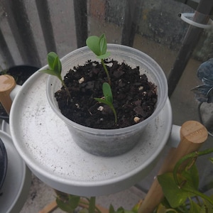 Northern Red Ash Tree Seeds Fraxinus pennsylvanica 30Seeds | Etsy