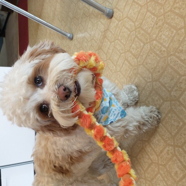Custom Handmade Fleece and Minky Dog Leash - Etsy