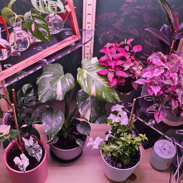 Milsbo Tall Set of 3 Sizes Shelves for IKEA Indoor Greenhouse Cabinet ...