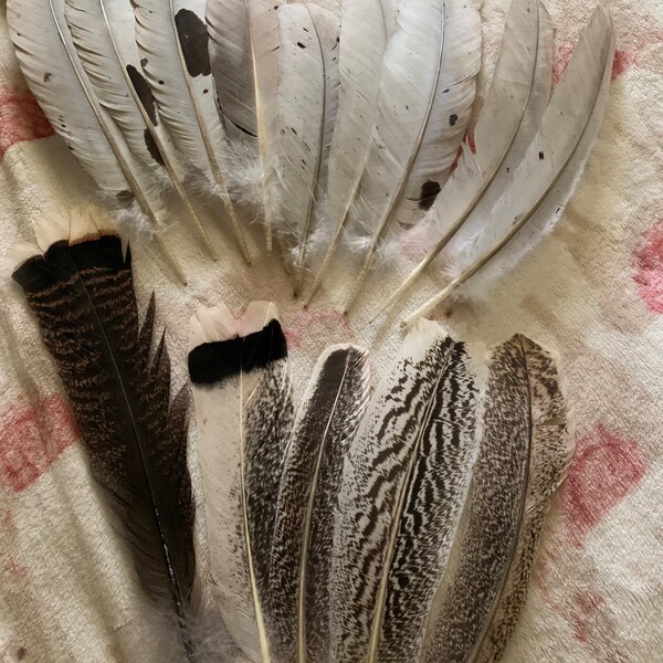 Turkey Feathers, 30 Pcs. Small Feathers,tail Feathers,fly Tying ...