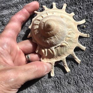 Millipede Spider Conch Shell Lambis Millepeda Spike Legs Pointed Spines ...