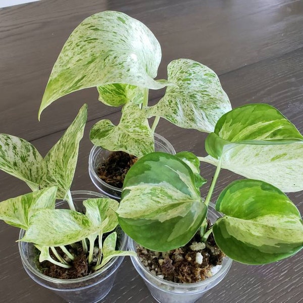 Potho Manjula High Viraigation Rare, Cuttings & Established Plants - Etsy