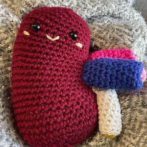 Anatomical Kidney Crochet Pattern PATTERN ONLY Instant DOWNLOAD ...