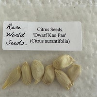 Seeds. Mini Cherry Tree 'dwarf Rainier' Super Sweet Fruits, for Small ...