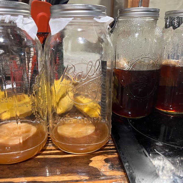 Live and Active Scoby Kombucha Starter Culture With Instructions and 4 ...