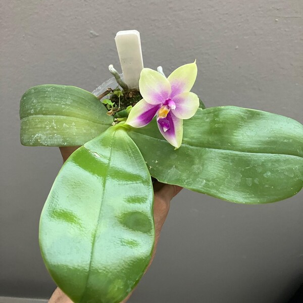 Phalaenopsis. Phal. Mituo Gelb Eagle ‘Y-2’ X P. Mituo Love ‘rainbow-520 ...