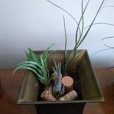 Set of 3 Geometric Cube Containers With Custom Air Plants Fast FREE ...