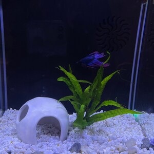 Small Fish Hide MADE TO ORDER Betta Fish Cave Small - Etsy