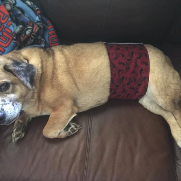 Male Dog Belly Band Sewing Pattern Xxsm–xxlg – PDF DIY Diaper Wrap for ...