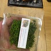 01 Miniature Ivy or Bush NATURAL Colored Medium Light Green Diorama ...