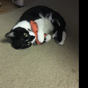 Pittsburgh Cat Toy Cell Phone | Etsy