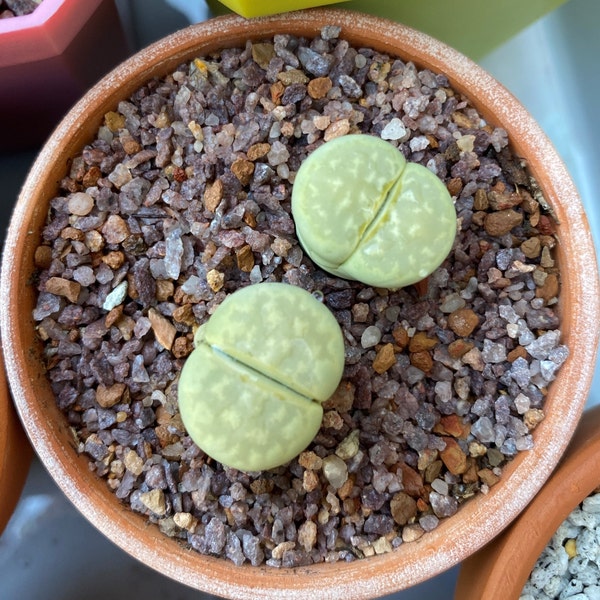 Plant-1- Gibbaeum Nuciforme - Etsy