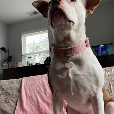 Mini Dog Tag for Dogs, the Bean, Dog Tag, Kidney Bean, Personalized ...