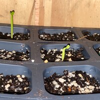 Codakia Orbicularis Aka Tiger Lucine Fossil / Fossilized Whole Bilvalve ...