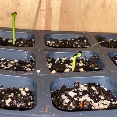 Fossil Rose Coral Manicina Areolata From Naples Florida Collier County ...