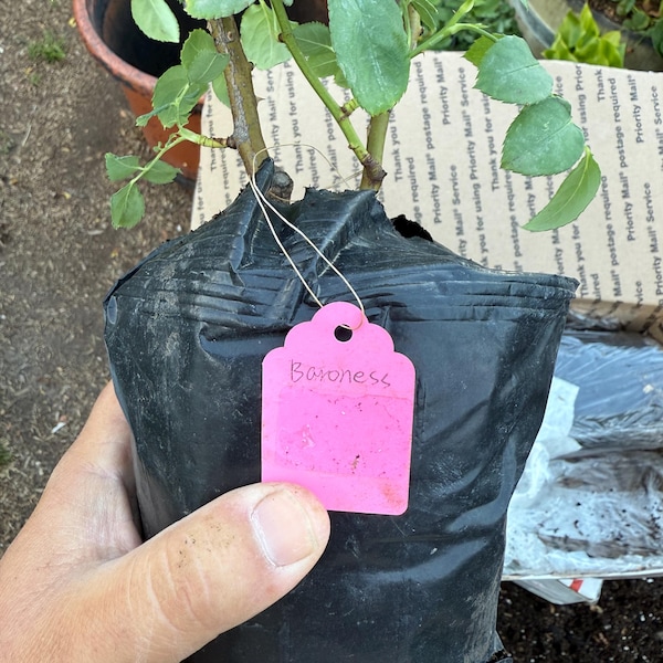 Rare New Rose. Red Juicy Terrazza. 红果汁，flower Machine. Continue ...