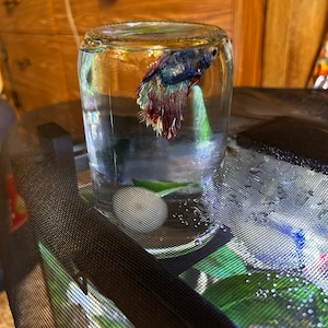 Inverted Betta Tank Holder, Panoramic View for Betta Fish, 360 View for ...