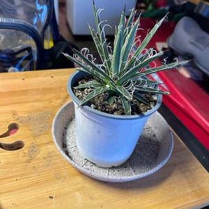 Thread Leaf Agave 4 Inch Live Succulent Plant Cactus Indoor Plant House ...