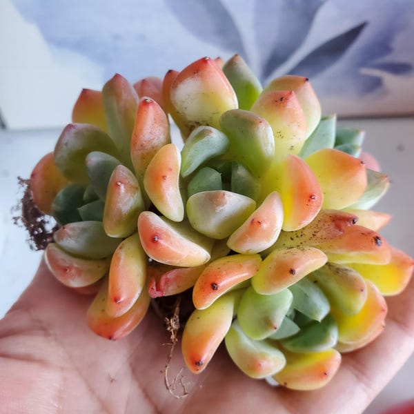 Sedeveria 'blue Elf' Cluster, Rare Live Succulent - Etsy