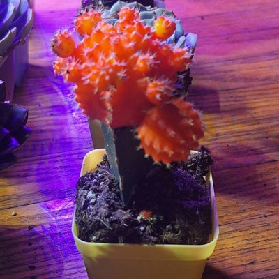 Echeveria Orpet 3.5 Inch Rare Succulent Plants - Etsy