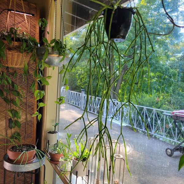 Hoya Cages Hoya Trellis Plant Support Minimalist Plant Trellis Set of ...