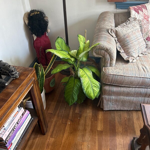 Mican Philodendron Velvet Leaf Philo Indoor & Outdoor Live Tropical ...