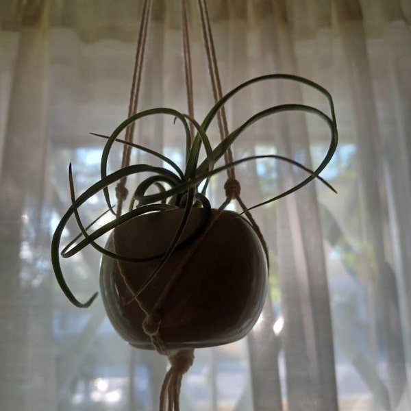 Tillandsia Bulbosa | Alien Air Plant - Etsy
