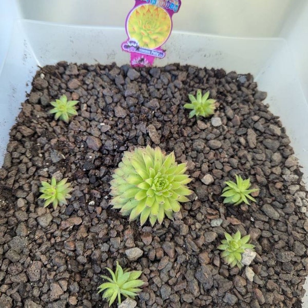 Ajuga Feathered Friends fierce Falcon Plant in 3 1/2 Pot Perennial ...