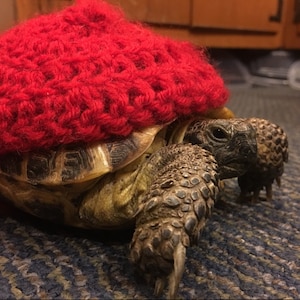 Tortoise Sweaters, Pet Costume, Turtle Sweater, Cute Animals, Tortoise ...