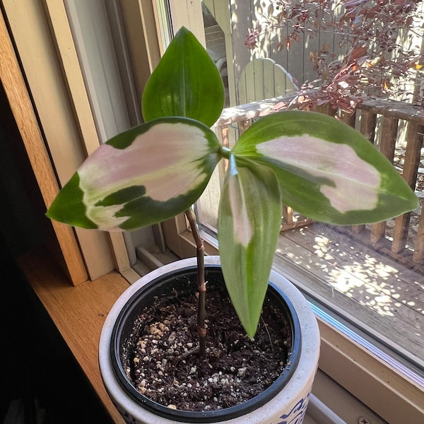 Live Baby Rubber Plant - CUTTING Unrooted per Node Tropical Houseplant ...