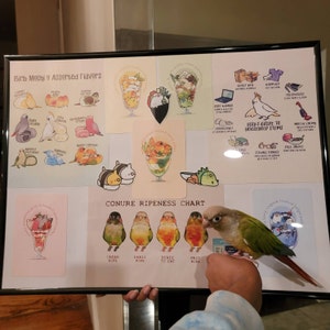 Lovebird Ripeness Chart Poster | Etsy