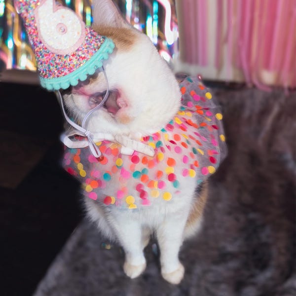 Cat Birthday Hat| Pet Party Hat | Puppy Birthday | First Birthday | Puppy First Birthday ...