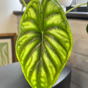 Organic Emperor Lychee Live Plant Litchi Chinensis 1 Live Plant Hybrid ...