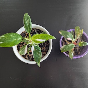 Alocasia tiny Dancer Starter Plant ALL STARTER PLANTS Require You to ...