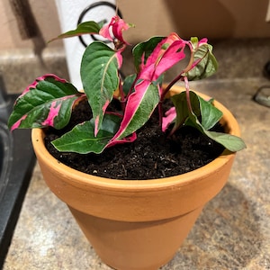 Alocasia Pink Princess Starter Plant ALL STARTER PLANTS - Etsy