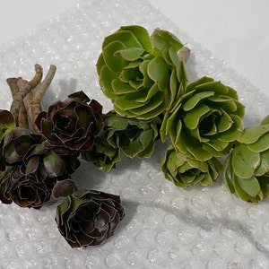 RARE Red Horn HUMMEL Jade Crassula Succulent Cutting 2 | Etsy