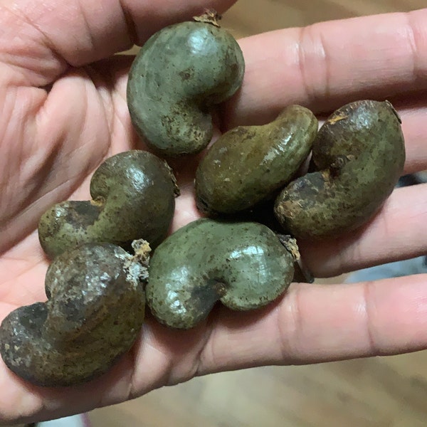 Root Beer Plant (hoja Santa) - Etsy