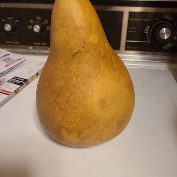 Dried Hard Shell Martin Gourd - 7" Diameter - Etsy