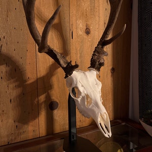 Medium DEAD ON DISPLAY European Mount Skull Hanger Skull - Etsy