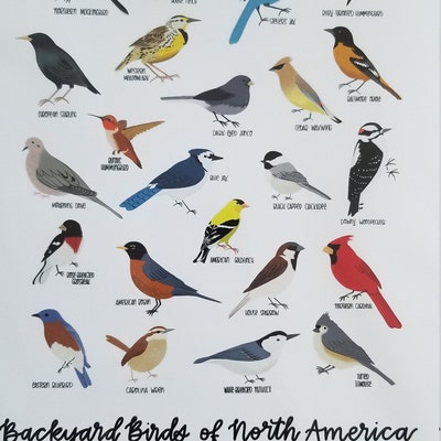 Backyard Birds of Florida-print - Etsy