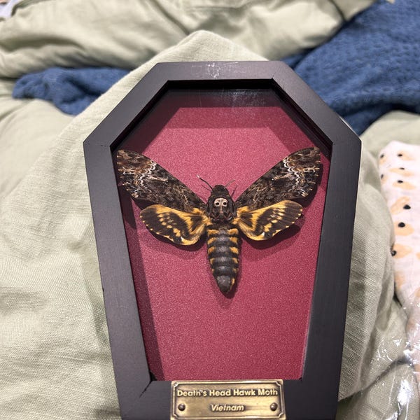 real-framed-giant-actias-luna-moth-3d-floating-shadow-box-insect