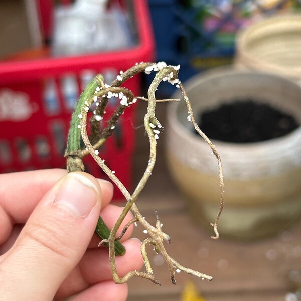 Carnival Pothos Teruno Series Epipremnum Aureum Carnival Terunoworld ...