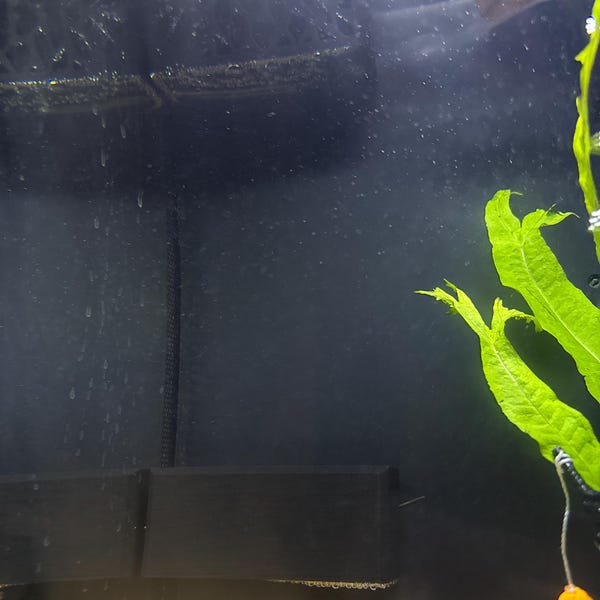 Finnex Stingray Original LED Light Riser, Attractive Stable Elevated ...