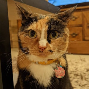 Pasta Dog Tag for Dog Spaghetti and Meatball Pet Tag | Etsy