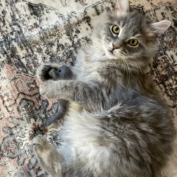 Wool Cat Toy Interactive Wool Mouse/ Kitten Toy/ Cat Toy Mouse/ Felted ...