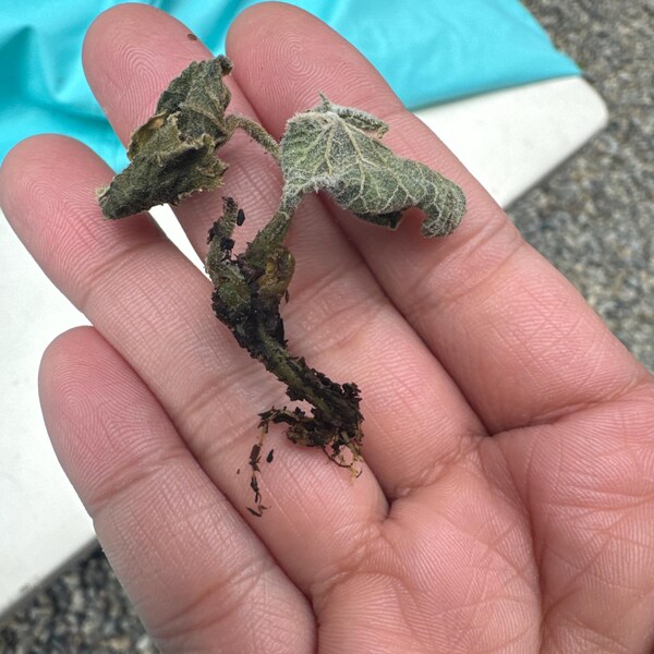 10 Heirloom Japanese Black Futsu Squash Seeds - Unique ! Fall ! Asian ...