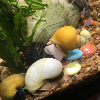 Super Snello 8oz, Aquatic Snail Food, Dehydrated, Snail Jello, Mystery ...