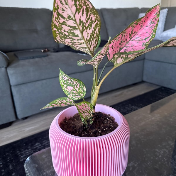 Indoor Pink Planter Pot, 3D Printed Planter, Home-decor Planter With ...