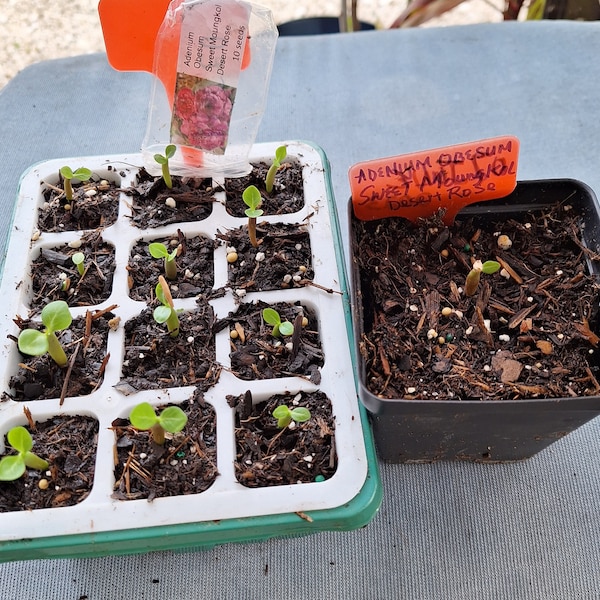 Paulownia Tomentosa Royal Empress Tree, Princess Tree 5,000 100,000 ...