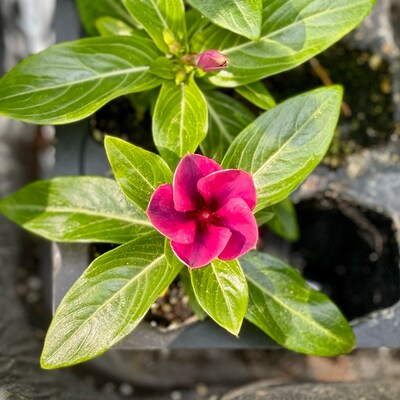 40 Sugar Baby Watermelon Seeds Citrullus Lanatus CI4040 - Etsy